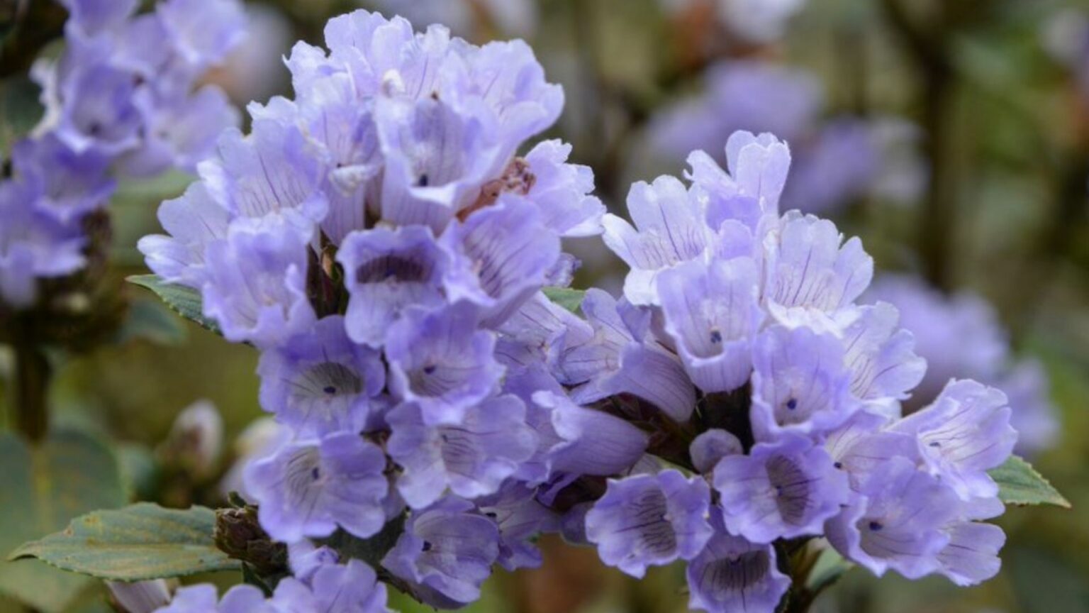 These Flowers From Karnataka That Bloom Once In 12 Years Are Truly An ...