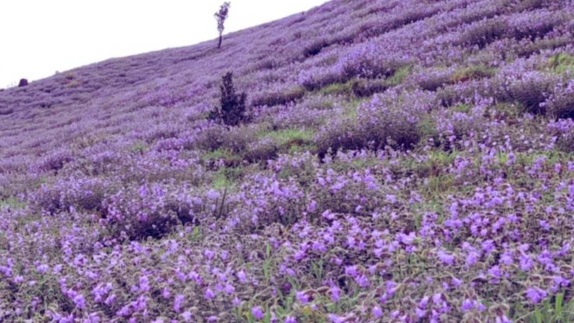 These Flowers From Karnataka That Bloom Once In 12 Years Are Truly An ...