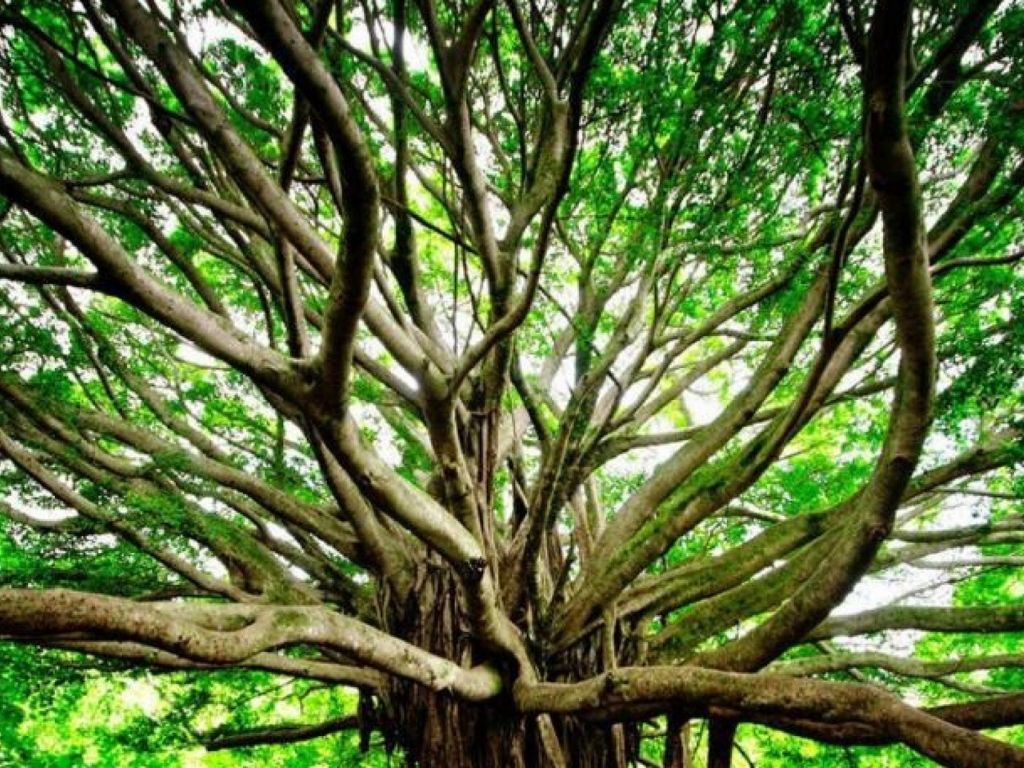 Meet Saalumarada Thimmakka, The 110 Year Old Padma Shri Winner ...