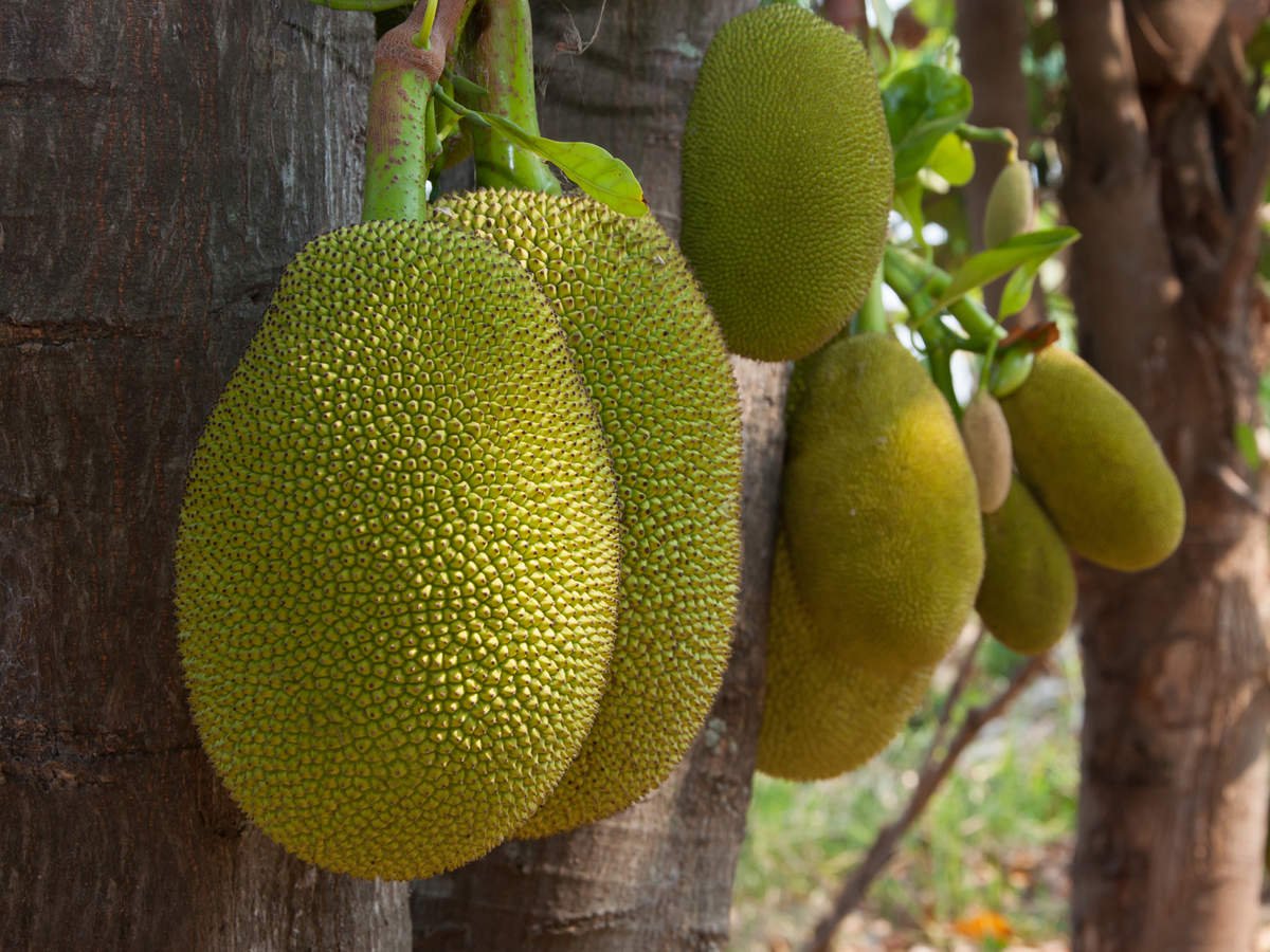 Goa Startup Is India's First Company Making Various Products Using ...