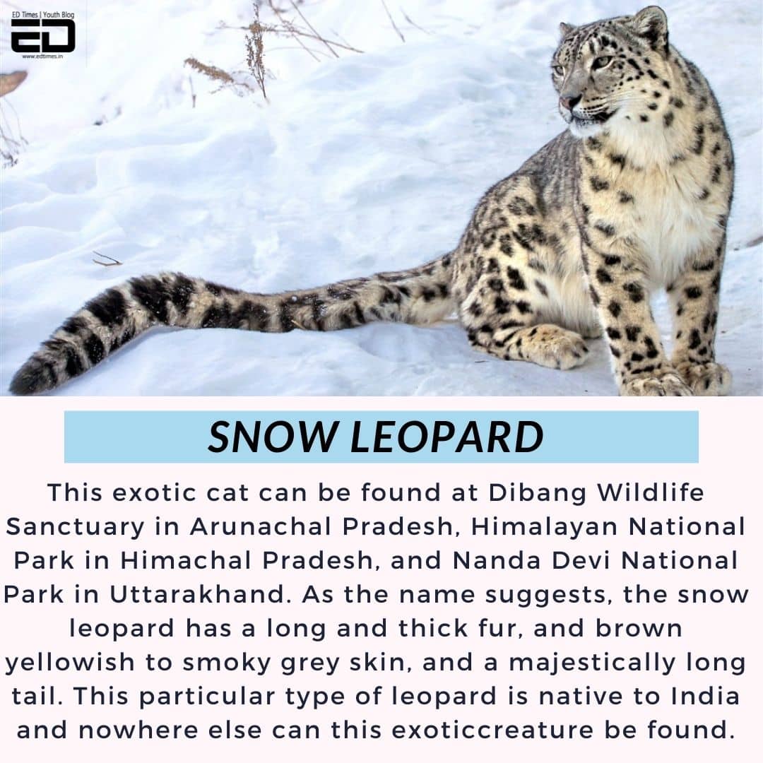 In Pics: Unique Wildlife Species That Are Found Only In India