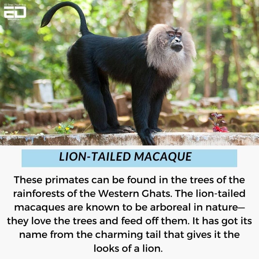 In Pics: Unique Wildlife Species That Are Found Only In India