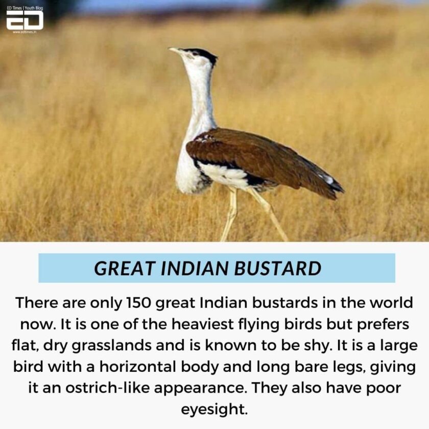 In Pics: Unique Wildlife Species That Are Found Only In India