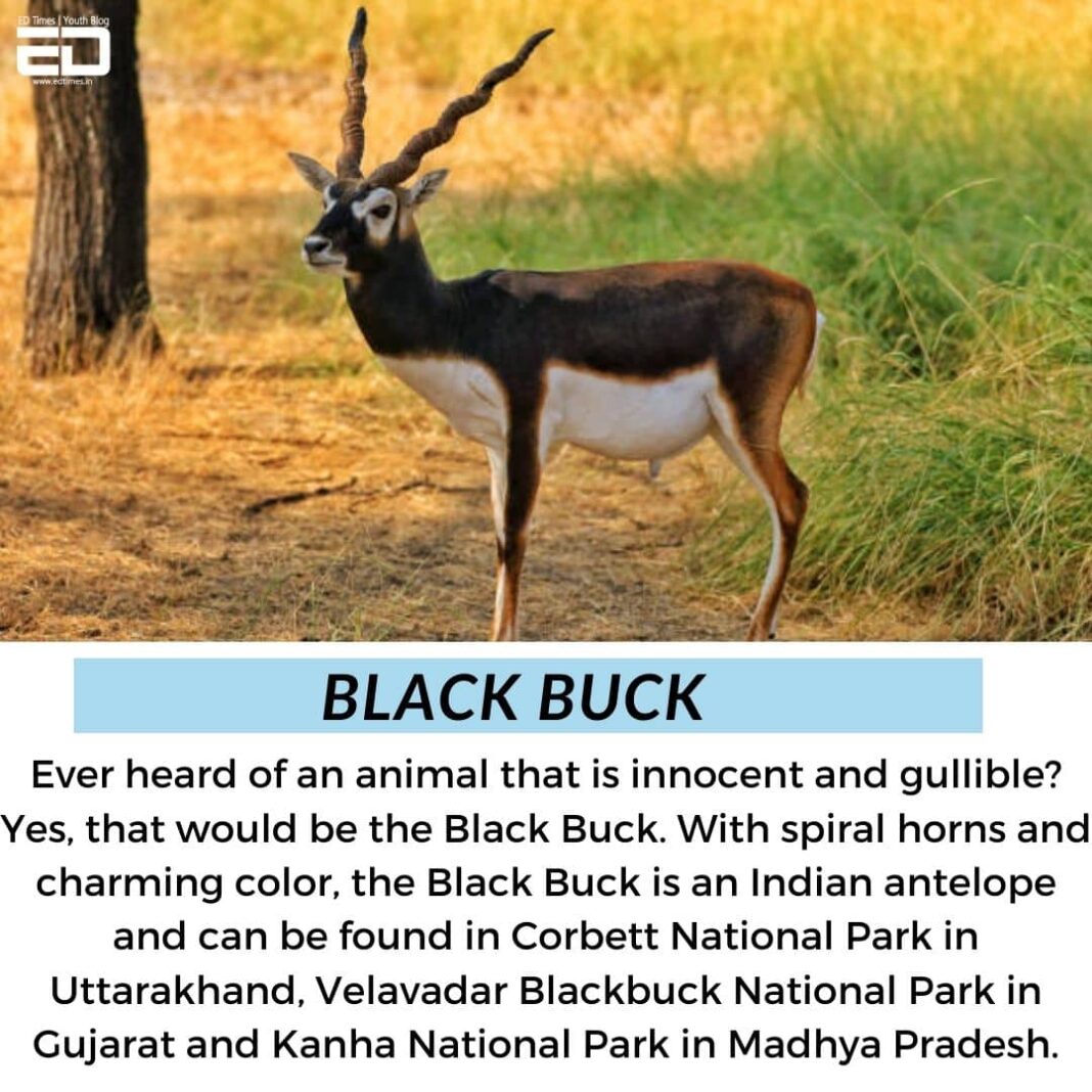 In Pics: Unique Wildlife Species That Are Found Only In India