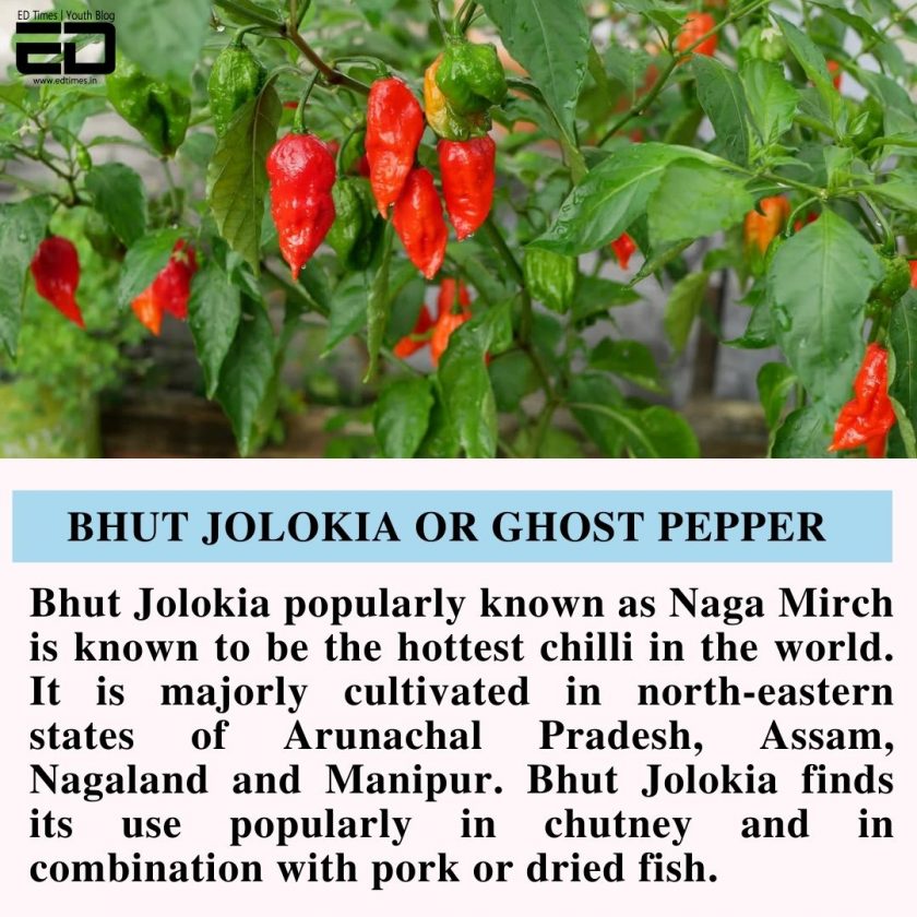 In Pics: 5 GI-Tagged Indian Chillies That Put India On The Mirchi Map