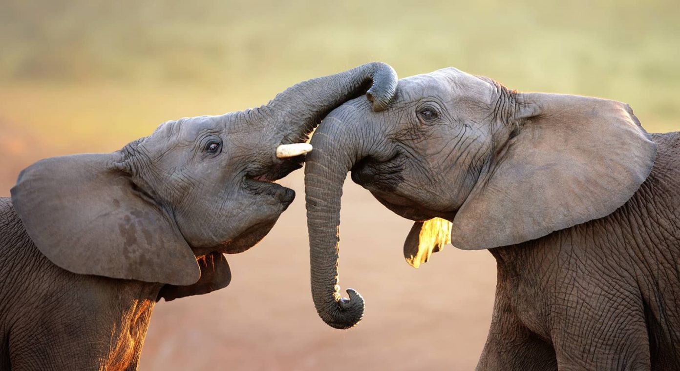 8 Times Animals Were So Smart That Even Humans Can Be Put To Shame