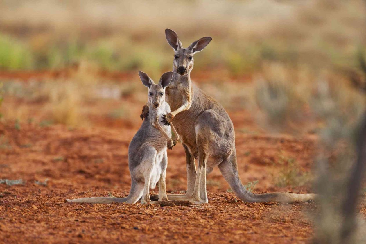 Kangaroos In India? What Is Happening?