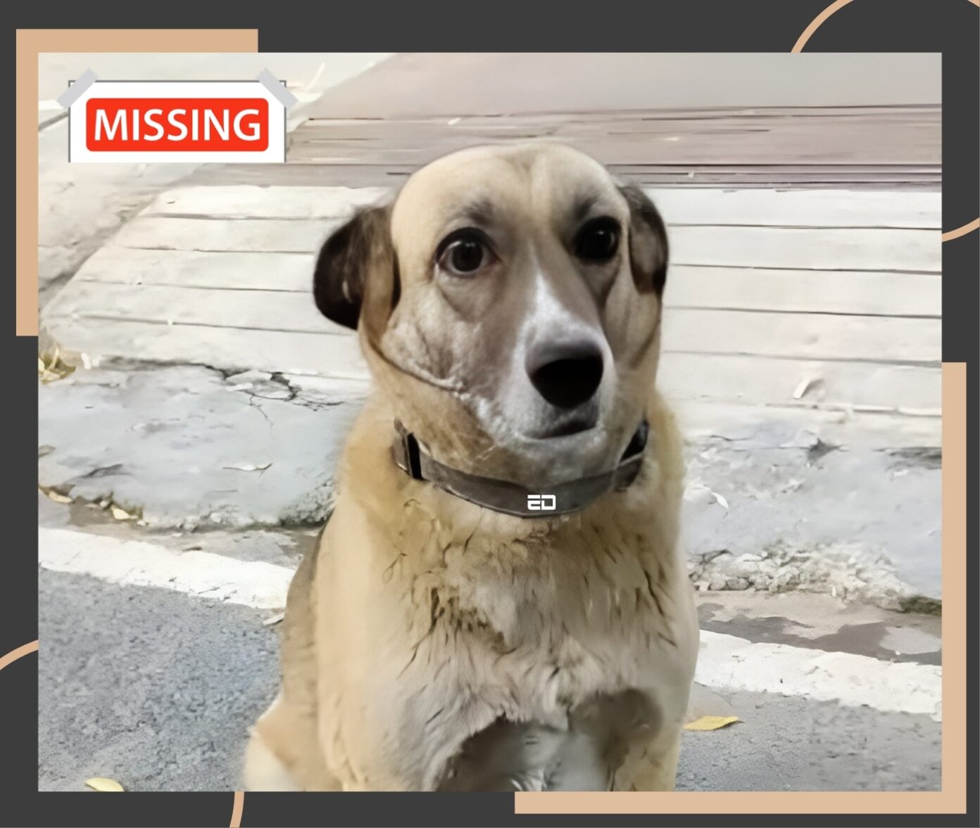 Dogs Go Missing In Delhi NCR, Kolkata; Here’s Why