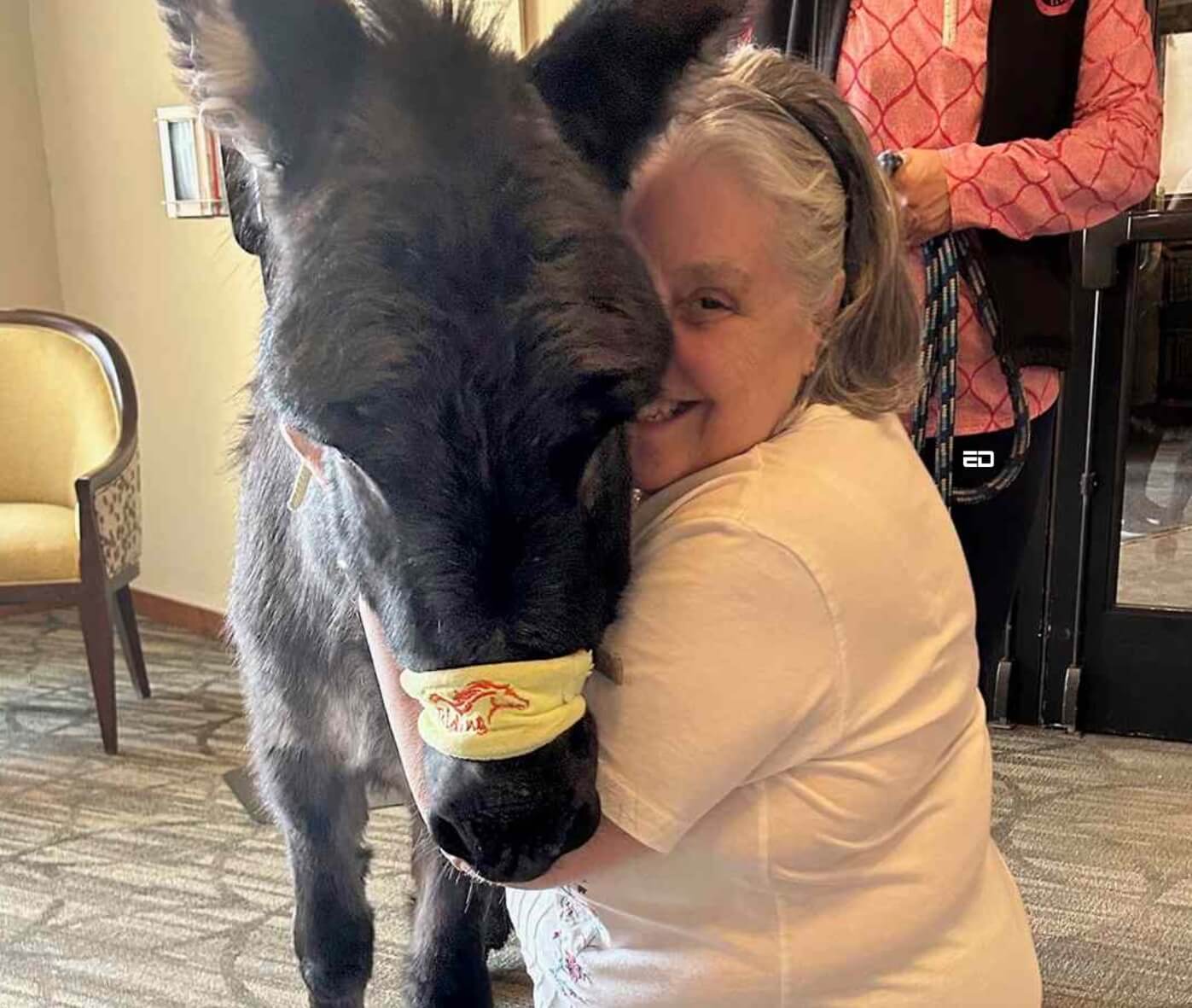 Donkeys Are Helping Patients In Paris: This Is How